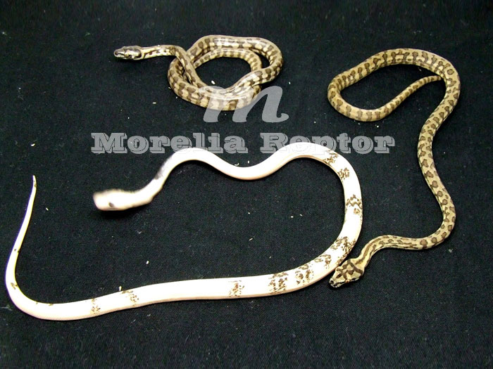 Blue Eyed Leucistic Ball Python's | Aussie Pythons & Snakes Forum